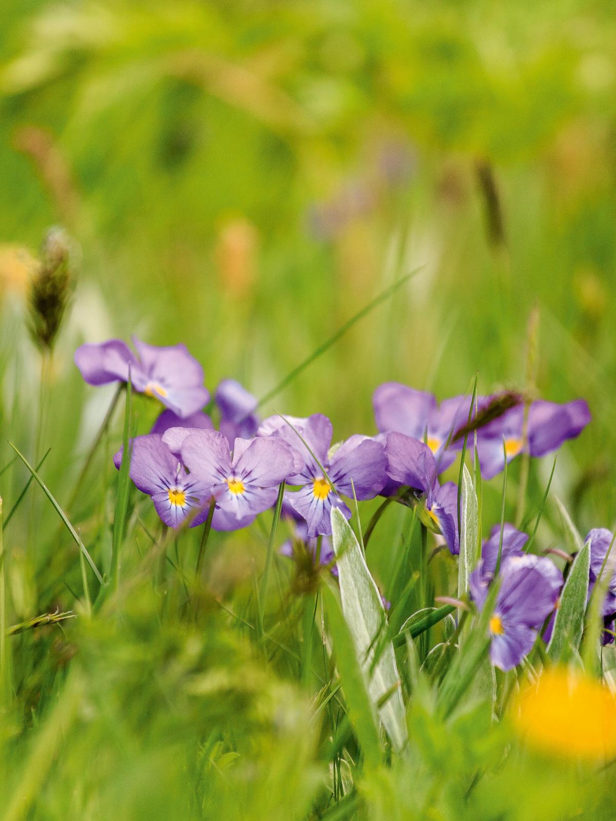 Agnel Pass | Guillestrois Queyras
